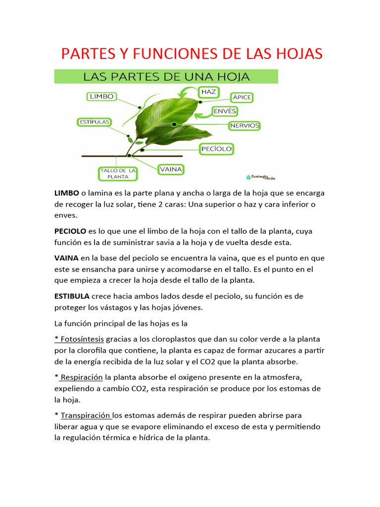 Partes De Una Hoja Y Sus Funcionestenemos Toda La Información – ABLZ