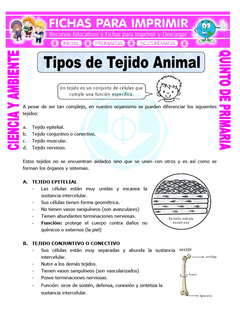 Ficha Tipos de Tejido Animal para Quinto de Primaria | PDF | Músculo esquelético | Dieta