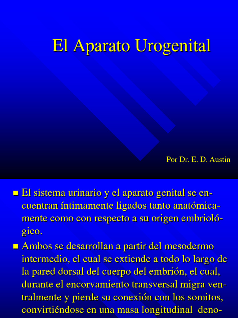 TEMA 16 - El Aparato Urogenital | PDF | Riñón | Vagina