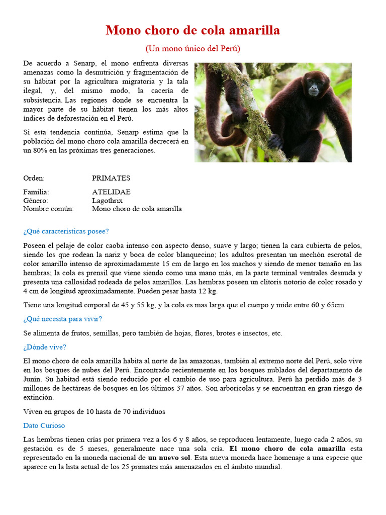 Un Mono Choro Único Del Perú | PDF | Hogar, jardinería y bricolaje ...