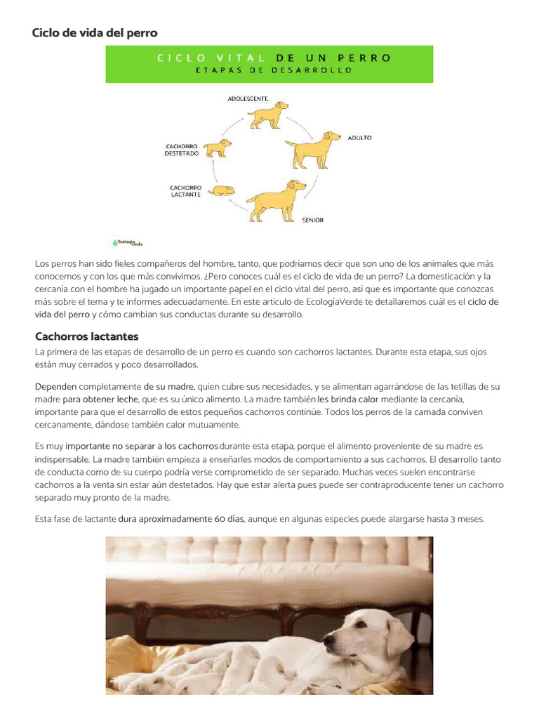 Ciclo de Vida Del Perro | PDF | El embarazo | Adultos