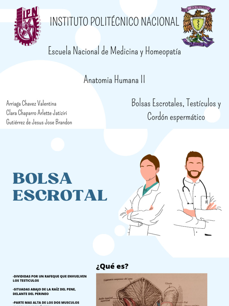 Bolsa Escrotal, Testiculos y Cordon Espermatico | PDF | Testículo | Abdomen
