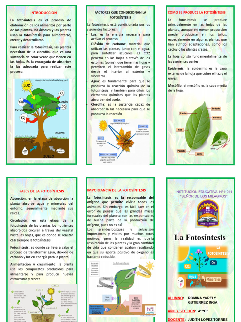 FOTOSINTESIS | PDF | Fotosíntesis | Plantas