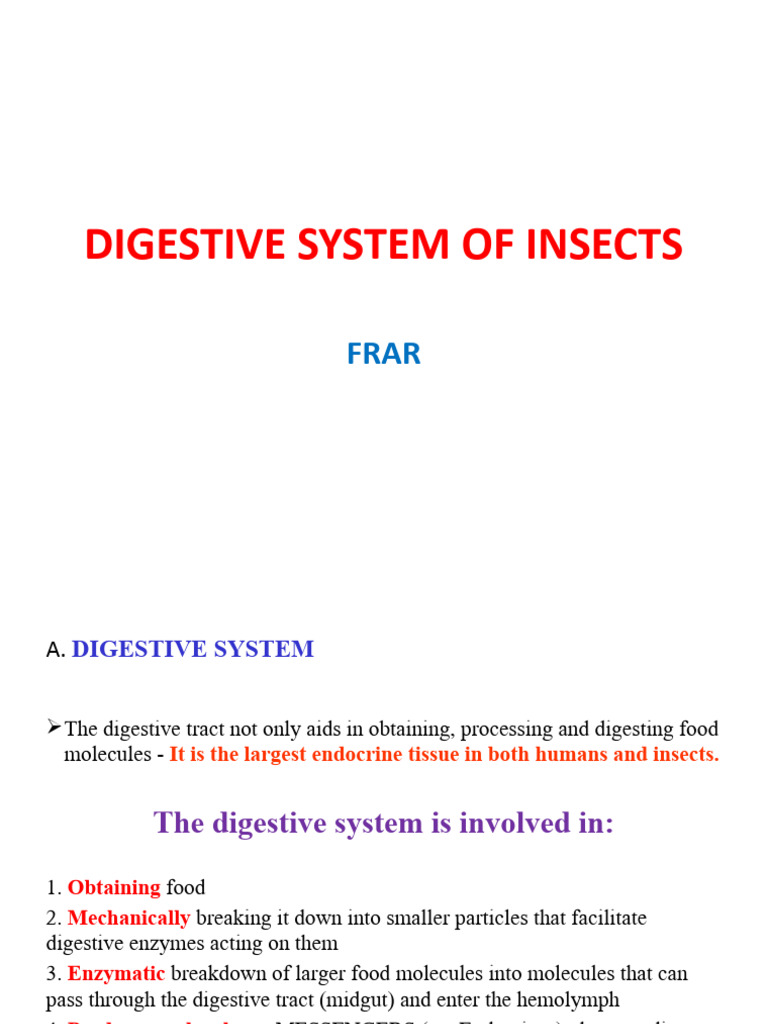 4insect Digestive System Pdf Gastrointestinal Tract Human