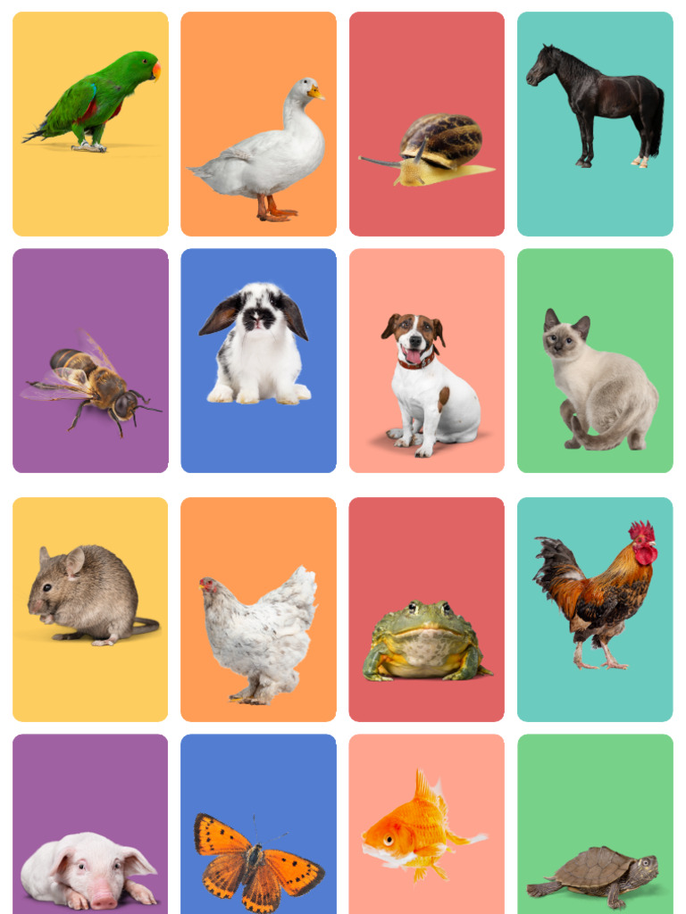 Aprende Los Animales Foto Flashcard Tarjetas | PDF