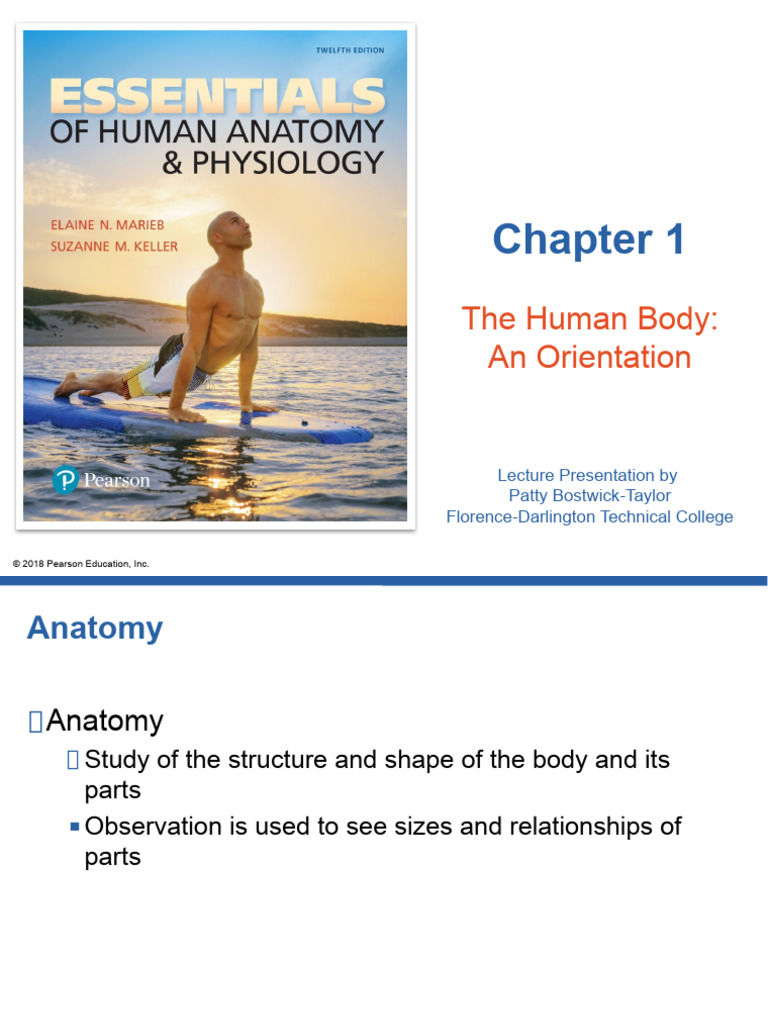 CH 01 Lecture Presentation | PDF | Anatomical Terms Of Location | Human ...