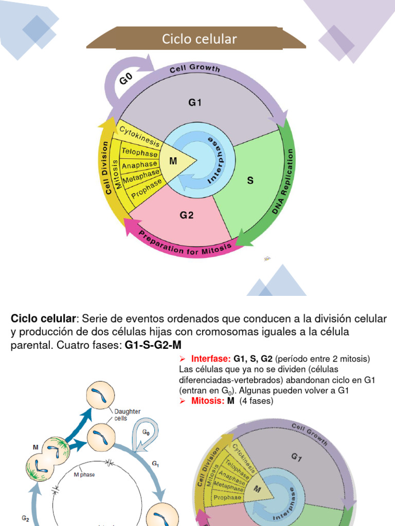 Ciclo celular y su relación con el cáncer | PDF | Oncogen | Ciclo celular