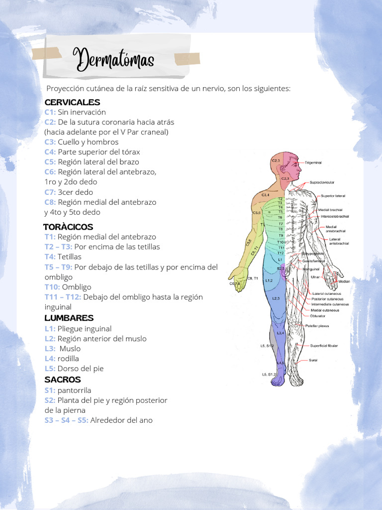 DERMATOMAS Y MIOTOMAS (1) | PDF | Rodilla | Pie