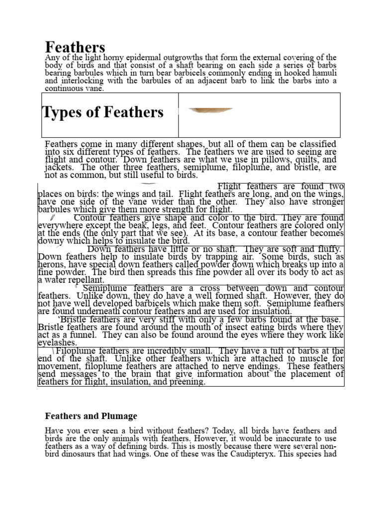 Types of Feathers | PDF | Feather | Birds