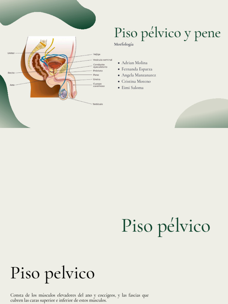 Anatomía del Piso Pélvico y Pene | PDF | Artería | Pelvis