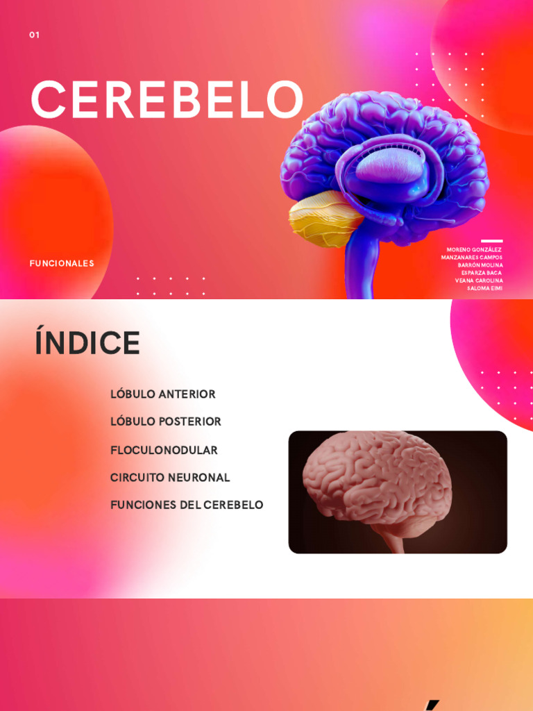 Presentación Cerebelo | PDF | Cerebelo | Neuroanatomía