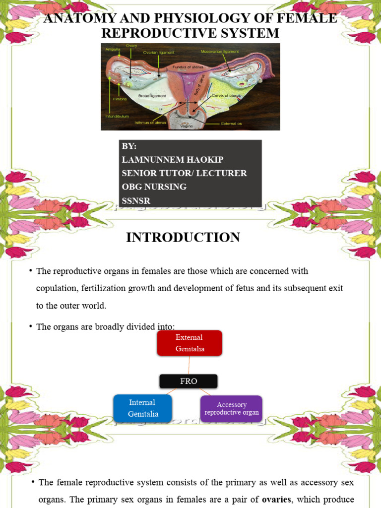 Anatomy and Physiology of Female Reproductive System | PDF | Pelvis ...