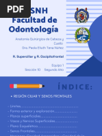 1 Region Superciliar | PDF | Cráneo | Anatomía humana