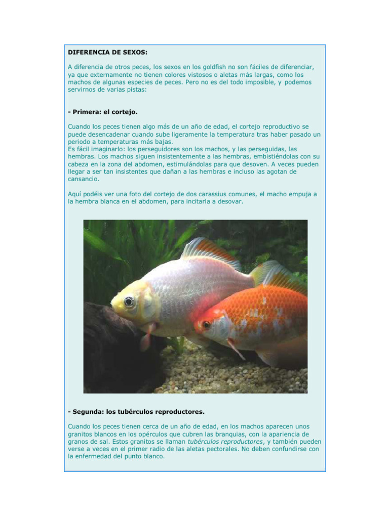 Goldfish | PDF | Acuario | Reproducción