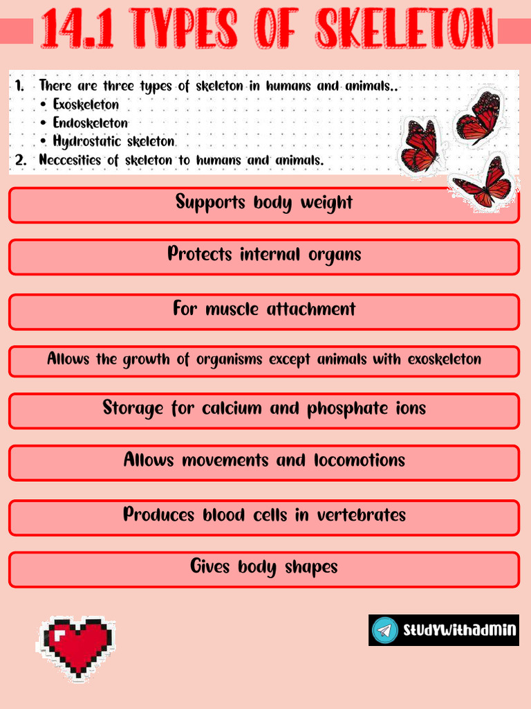 Bio CH14 F4 Studywithadmin | PDF | Vertebra | Vertebral Column