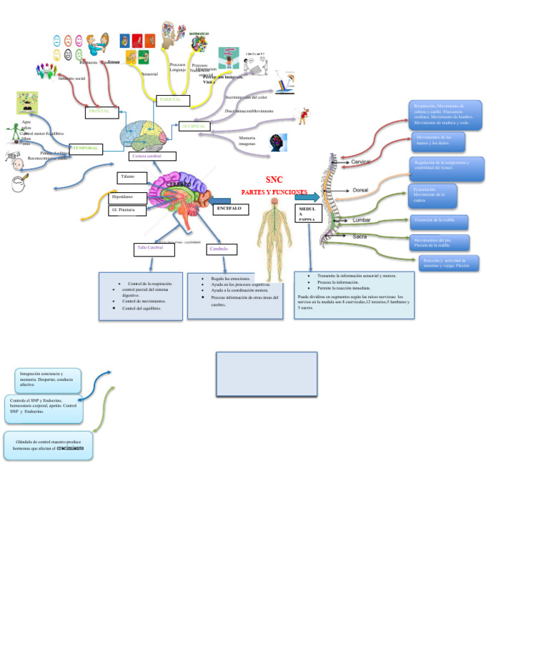 Mapa Conceptual Sistema Nervioso 3 | PDF | Cerebro | Sistema nervioso