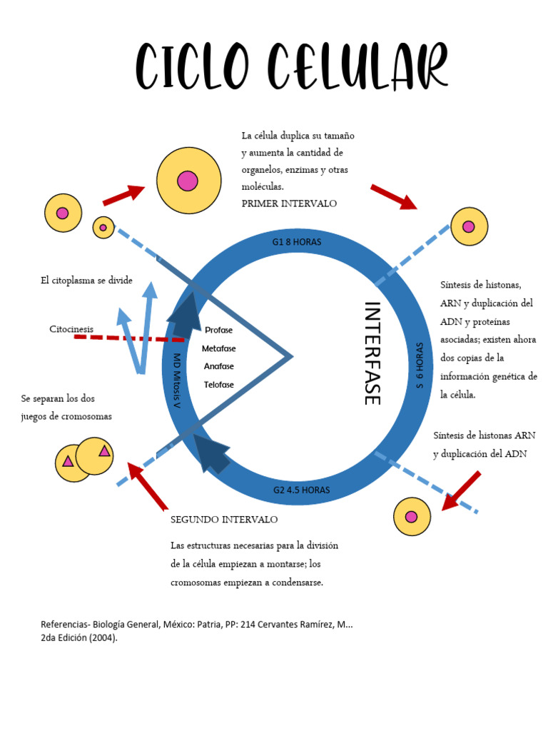 Maqueta del Ciclo Celular | PDF | Ciclo celular | Biología Celular