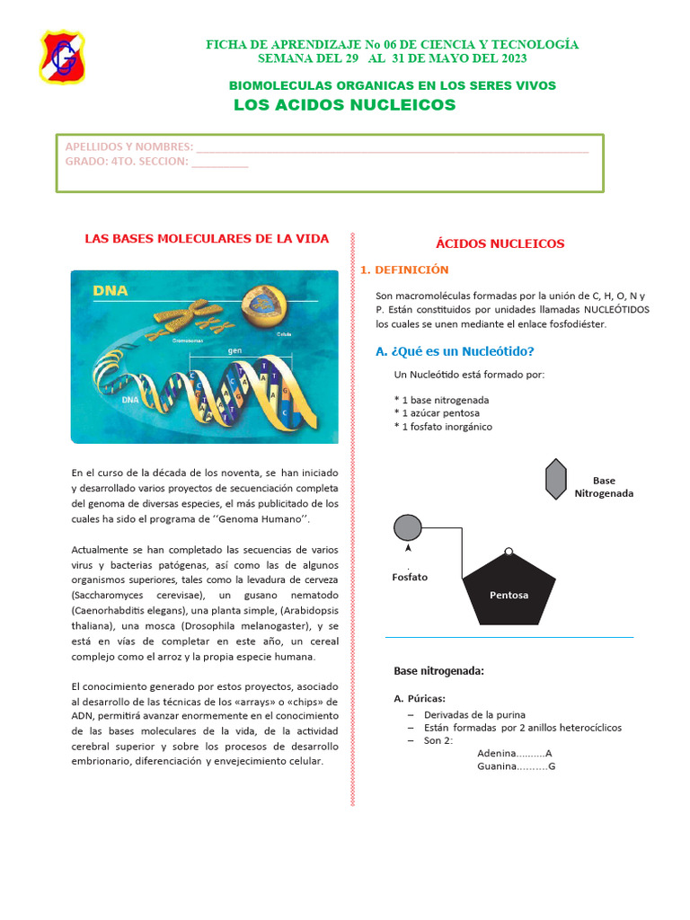 Eda 2 - Semana 9 Ficha Los Acidos Nucleicos 4to. 2023 | PDF | Rna | Adn