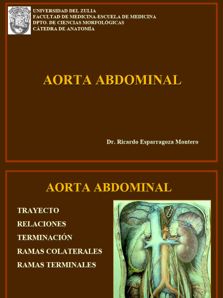 Abdomen (Aorta Abdominal) | PDF