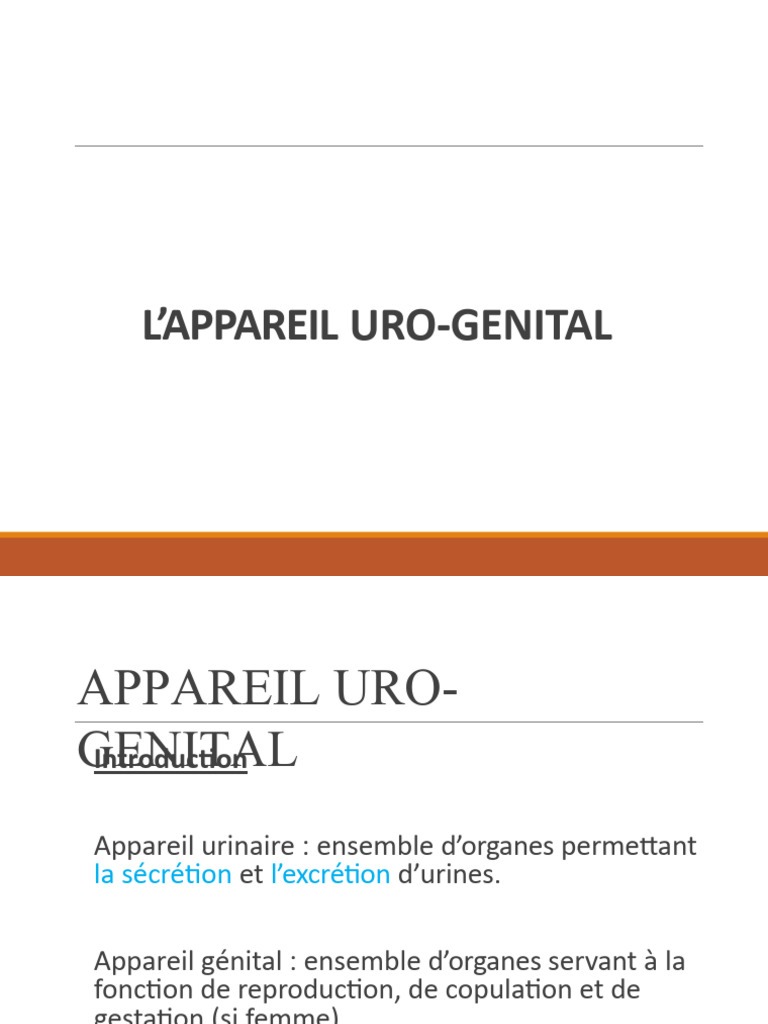 L'appareil Uro-Genital | PDF | Appareil urinaire | Rein