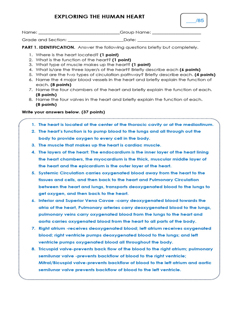 Human Heart Anatomy and Function Guide | PDF | Heart Valve | Heart