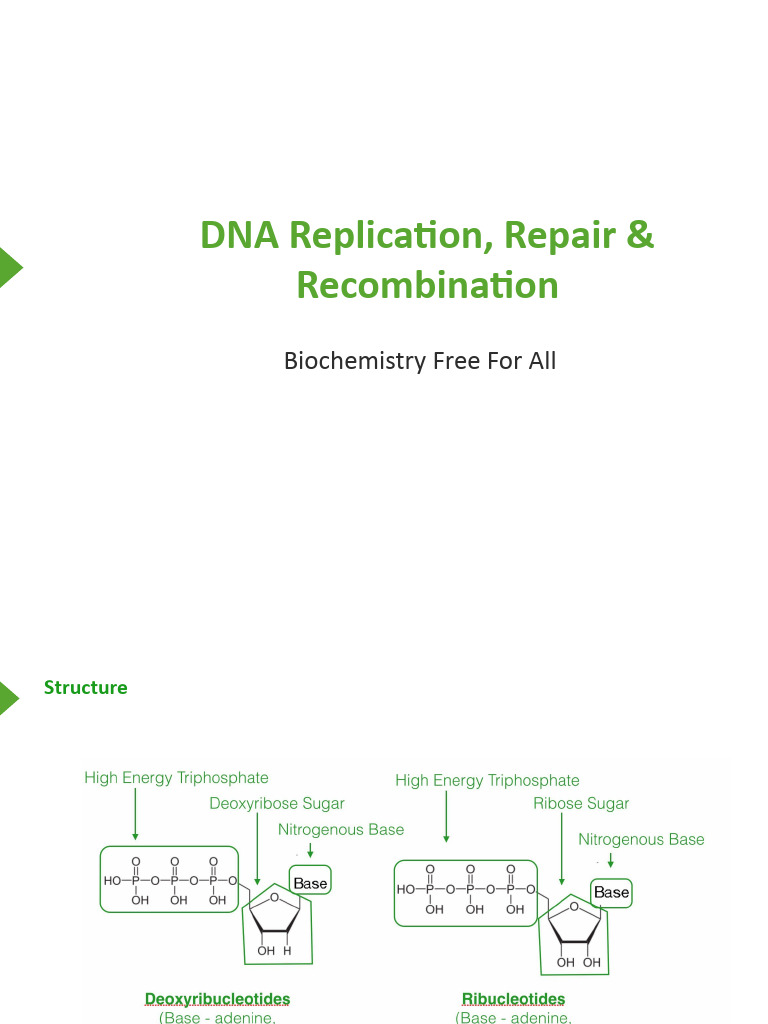 DNA Replication and Repair Mechanisms | PDF
