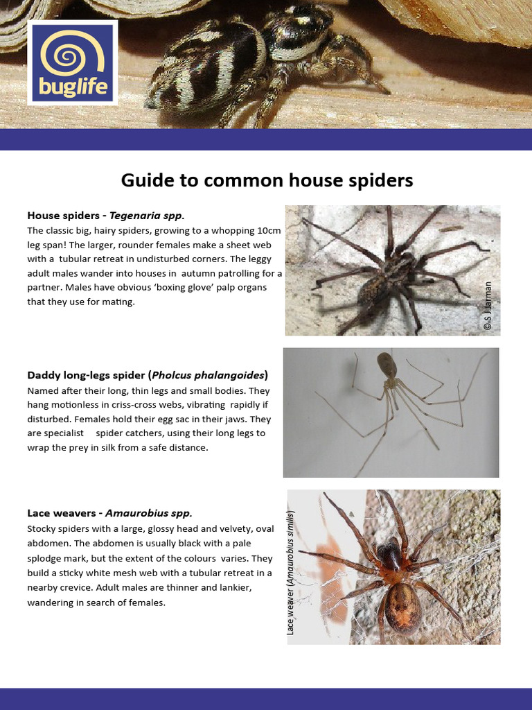 Guide To Common House Spiders 0 | PDF | Spider | Arthropods