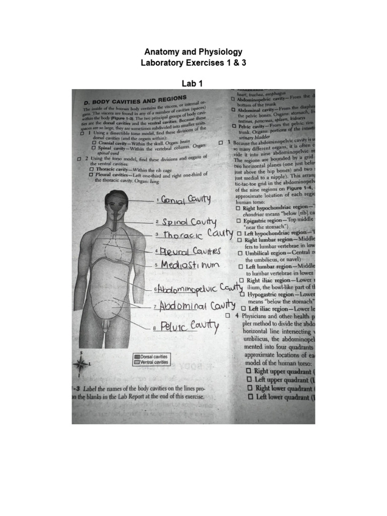 Lab Exercise 1 And 3 Pdf