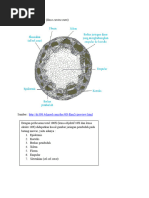Laporan Praktikum Rhoe Discolor | PDF