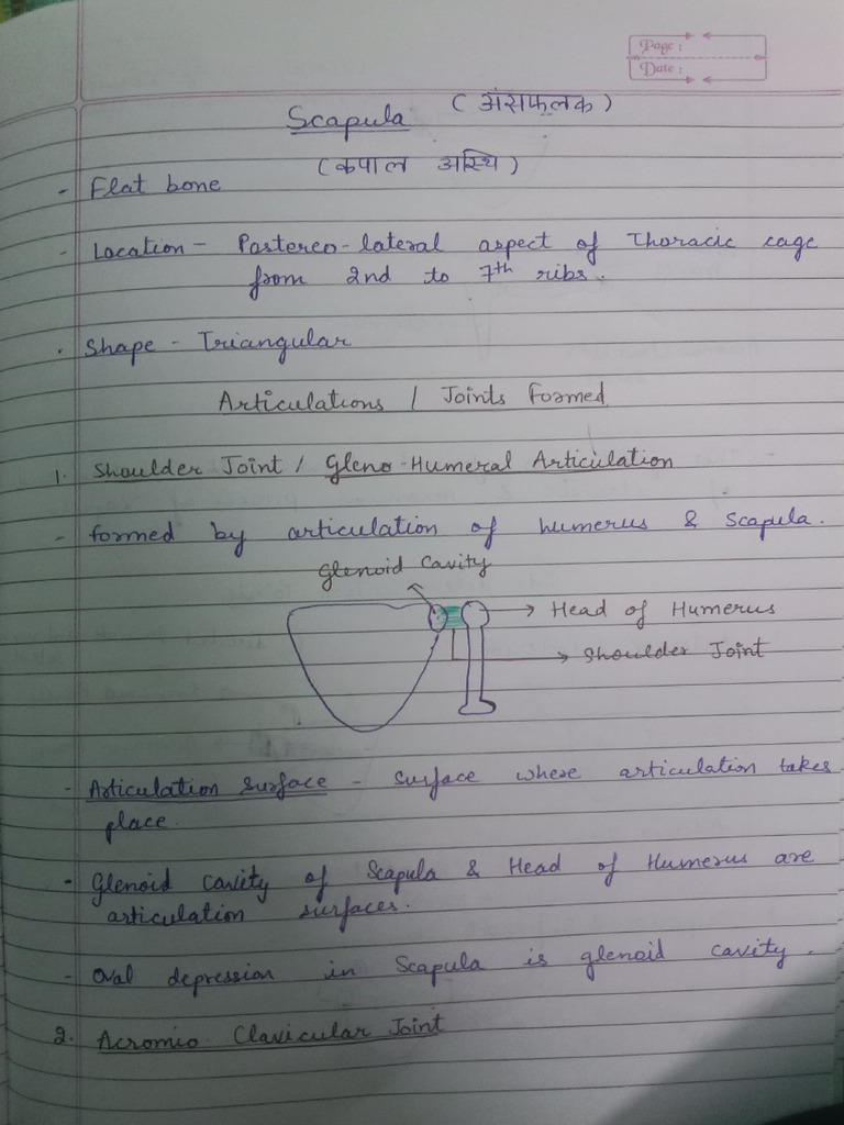 Scapula | PDF | Limbs (Anatomy) | Musculoskeletal System