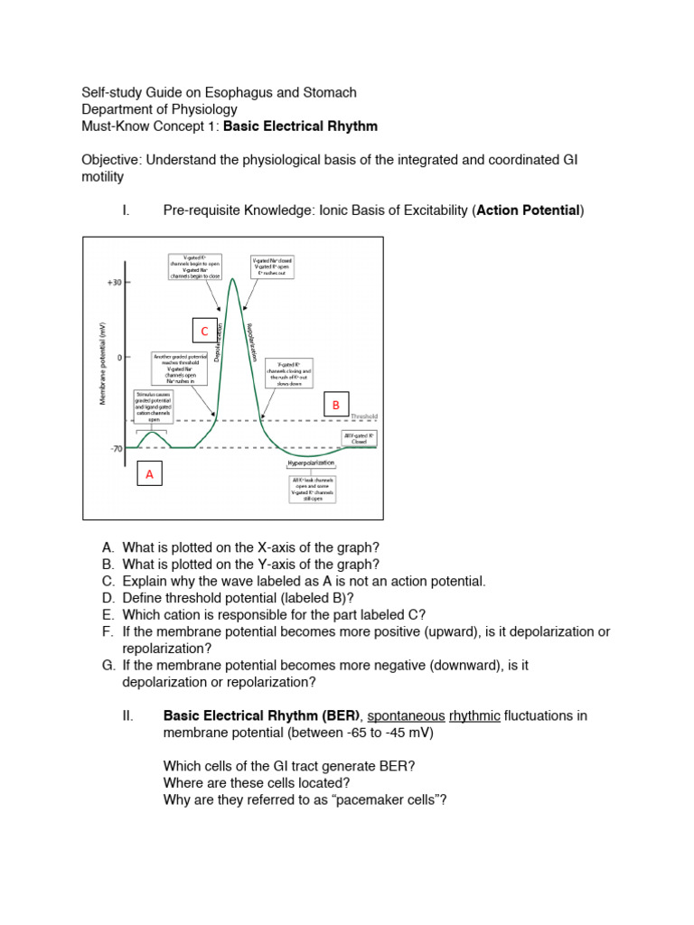 Understanding Basic Electrical Rhythm in GI | PDF | Action Potential ...