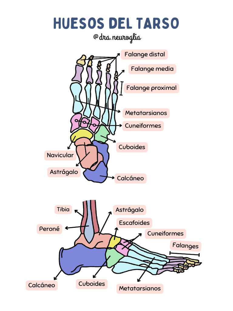 Huesos Del Tarso | PDF | Pie | Anatomía humana