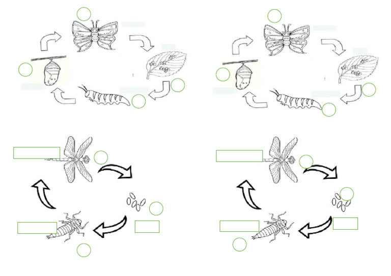 Ciclul de Viata Al Insectelor | PDF