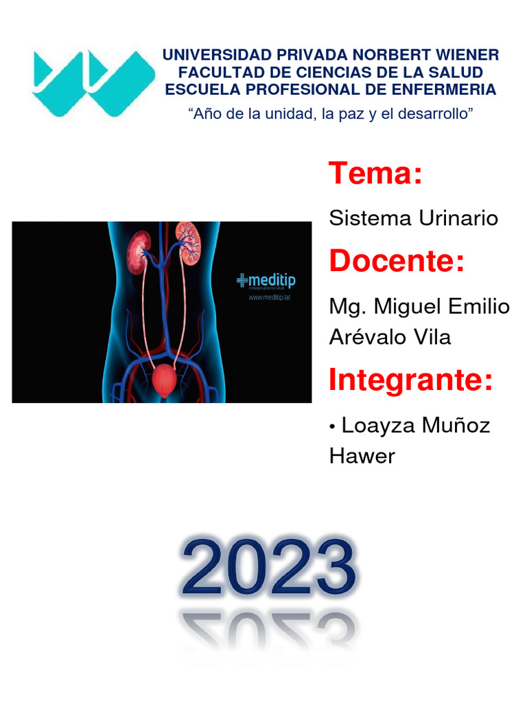 Sistema Urinario | PDF