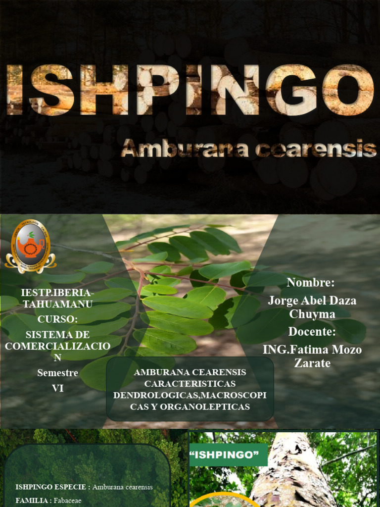 Ispingo Amburana Cearensis | PDF | Hoja | Ramas de la botánica