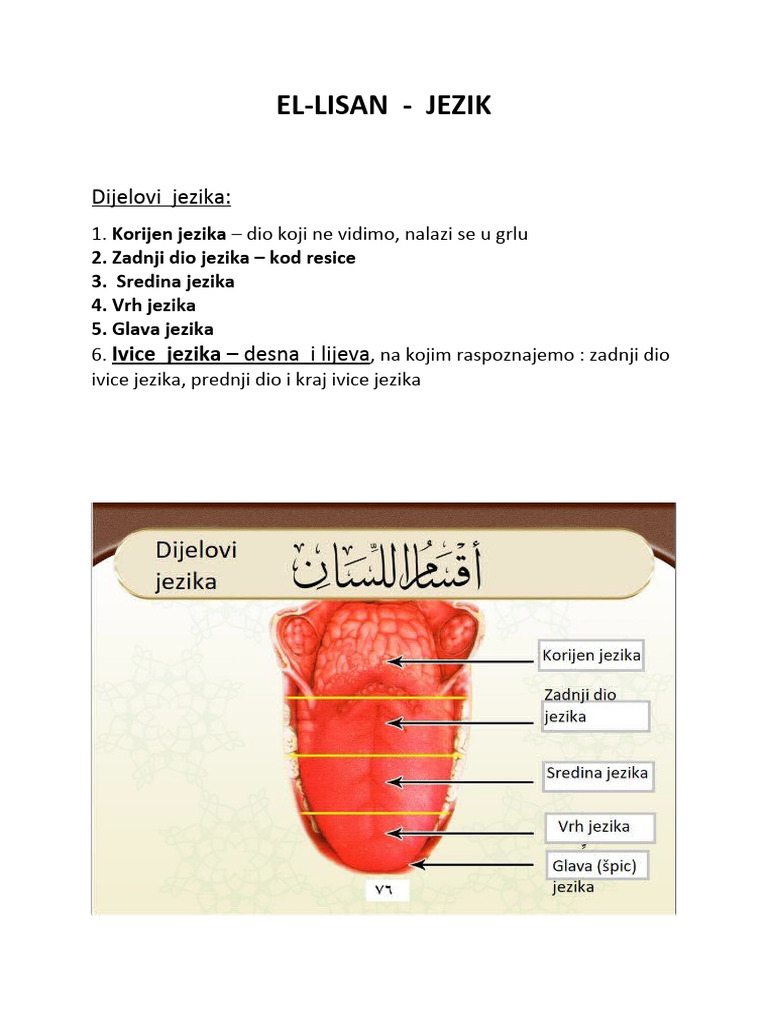 EL - LISAN - JEZIK - Harfovi Zadnjeg Dijela Jezika | PDF