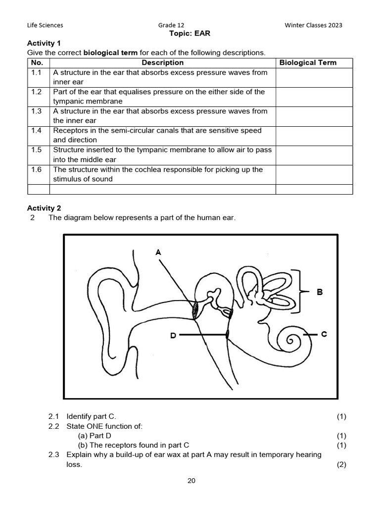 The Ear Activities | PDF | Ear | Hearing
