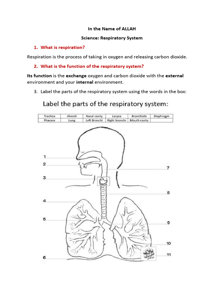 Respiratory System Part 1 Pdf