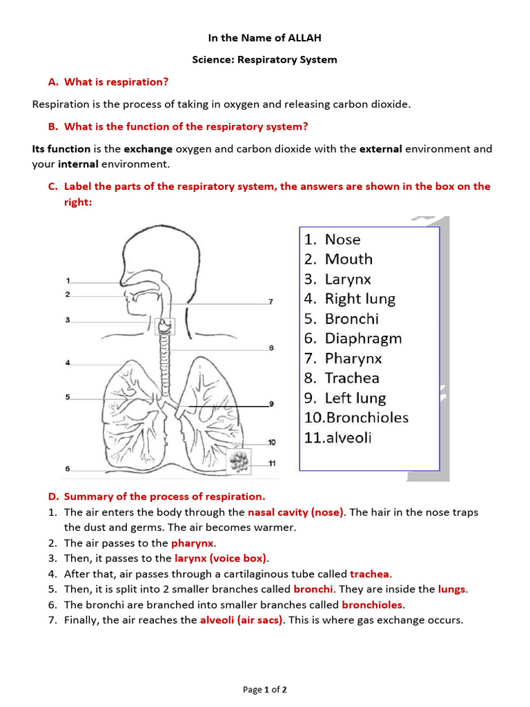 Respiratory System | PDF