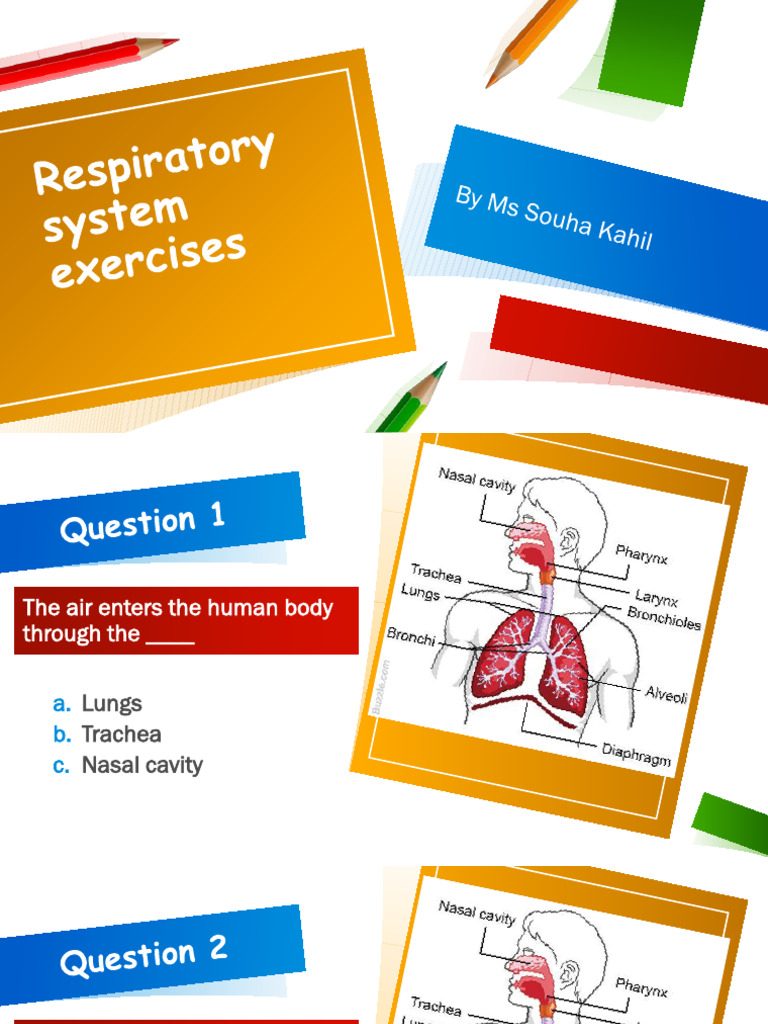 Respiratory System Exercises | PDF