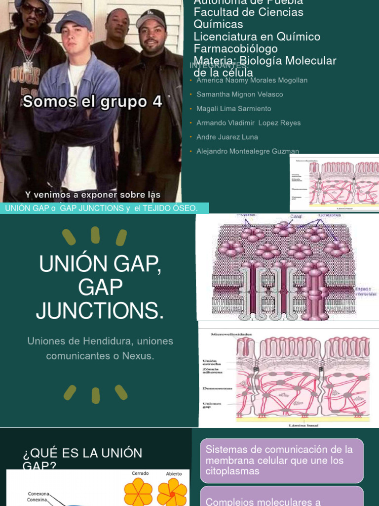 Union Gap y Tejido Osea (Corregido) | PDF | La matriz extracelular | Hueso