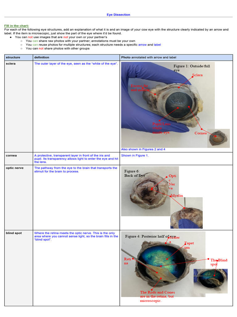 Cow Eye Dissection Lab | PDF | Eye | Retina