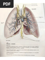 Netter Corazon | PDF | Ventrículo (corazón) | Corazón