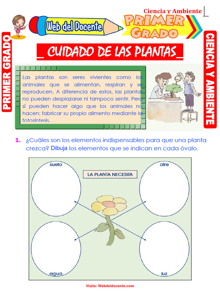 Cuidado de Las Plantas para Primer Grado de Primaria | PDF