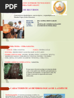 Características y usos del matapalo | PDF | Arboles | Hoja