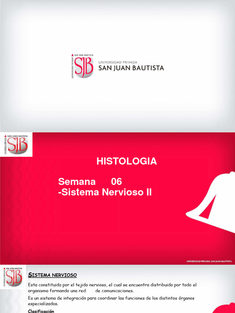 Histo. Semana 6. Practica. Sistema Nervioso II | PDF | Nervio | Sistema ... Histo. Semana 6. Practica. Sistema Nervioso II | PDF | Nervio | Sistema ...