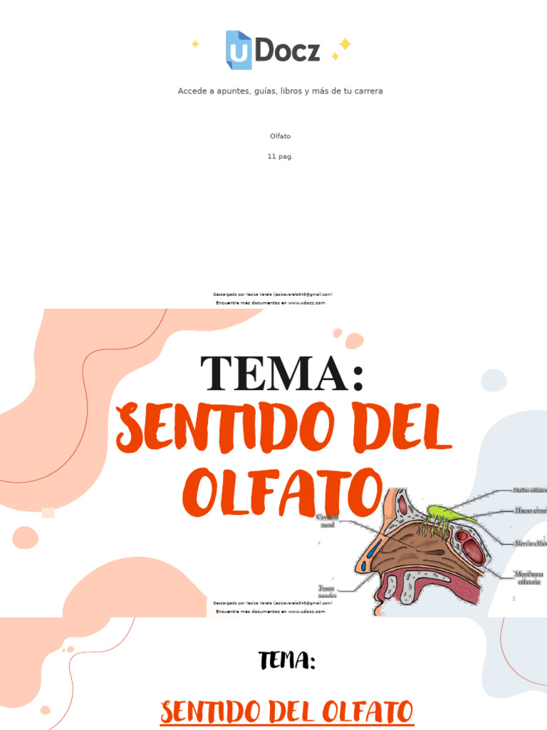 Olfato | PDF | Anatomía | Sistema límbico