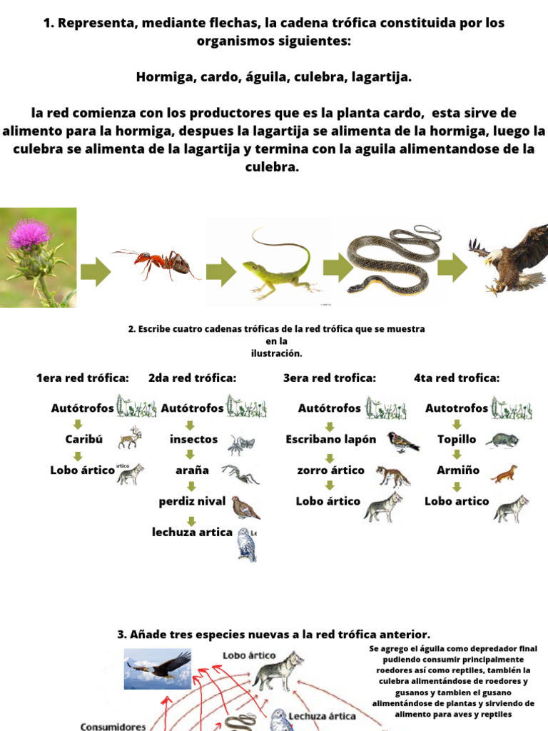 Trabajo de Redes Troficas | PDF | Red alimentaria | Ecología de sistemas