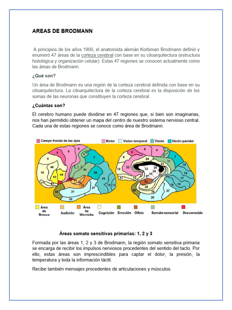 Áreas de Brodmann: Mapa Cerebral | PDF | Cerebro | Corteza cerebral