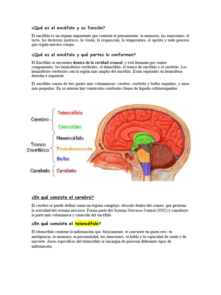 Funciones y definición del encéfalo | PDF | Cerebro | Sistema nervioso ...
